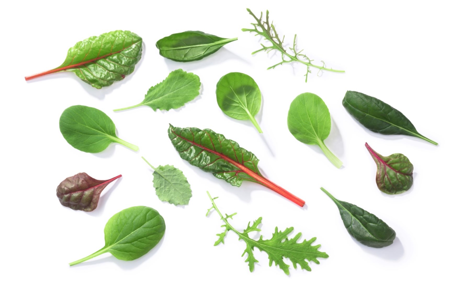 What is the difference between microgreens, sprouts, and baby leafy ...