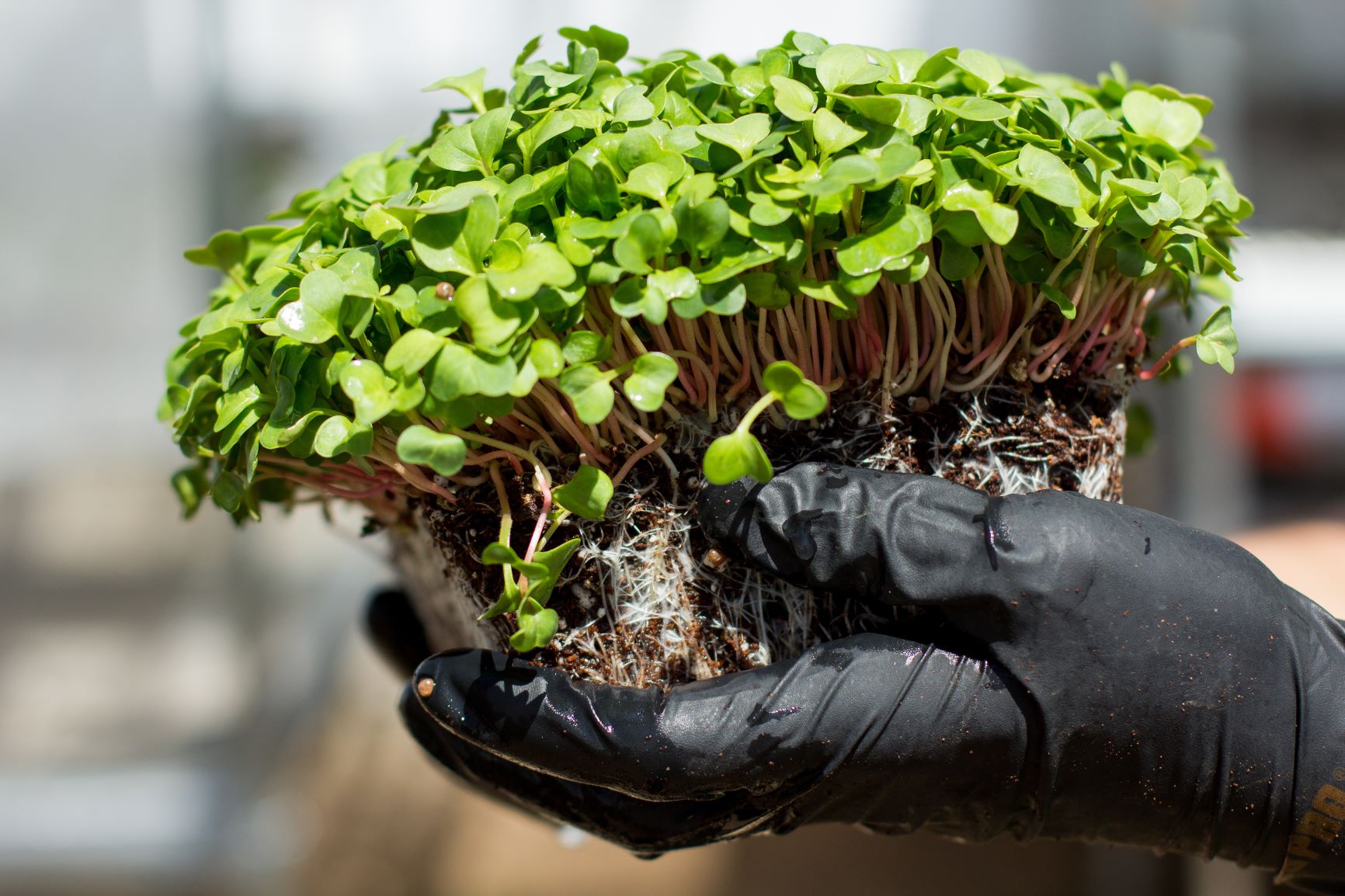What is the difference between microgreens, sprouts, and baby leafy ...